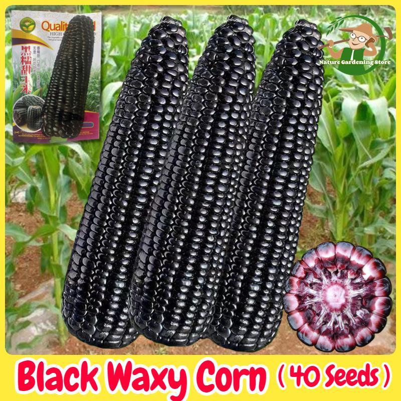 Sweet Glutinous Black Corn Seeds for Planting (40 Seeds) - Purple ...