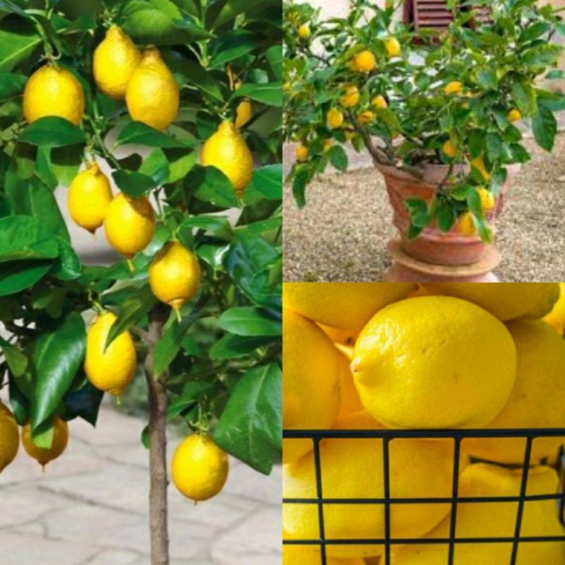 ANAK POKOK AUSTRALIA LEMON EUREKA Buah Buahan Fruits Live Plant ...