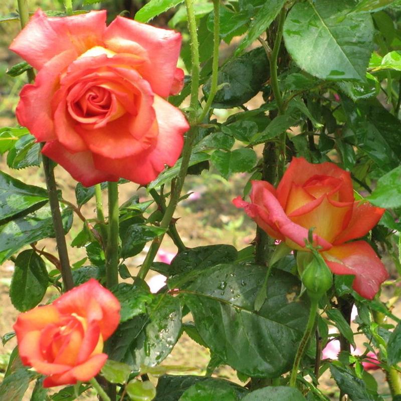 [seopllng]- 50Pcs Fragrant Rose Tree Seeds Flower Planting Potted ...