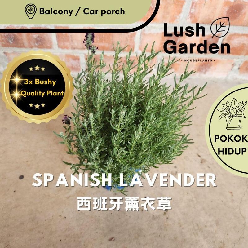 [Fragrant] Spanish Lavender / Lavandula Stoechas Anak Pokok Hidup ...