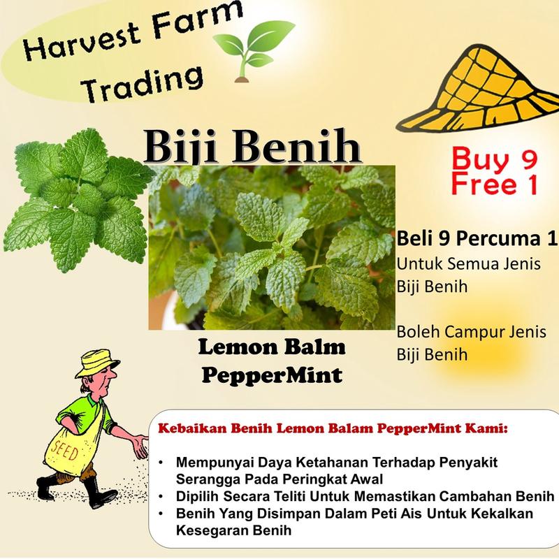 LEMON BALM PEPPERMINT seed benih pudina lemon 350biji - TikTok Shop ...