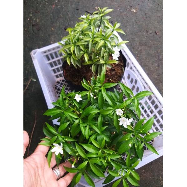 Variegated Silver Pandakaki/ Green Pandakaki - TikTok Shop Philippines