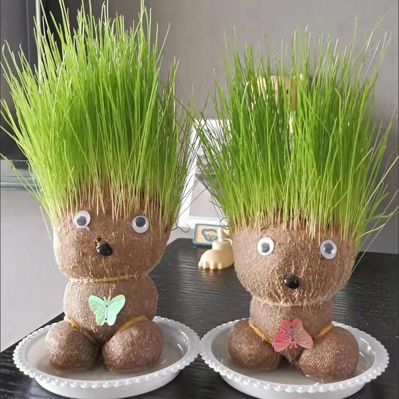 Small Growing Grass Head Doll Plant Beautiful Children Gift Indoor ...