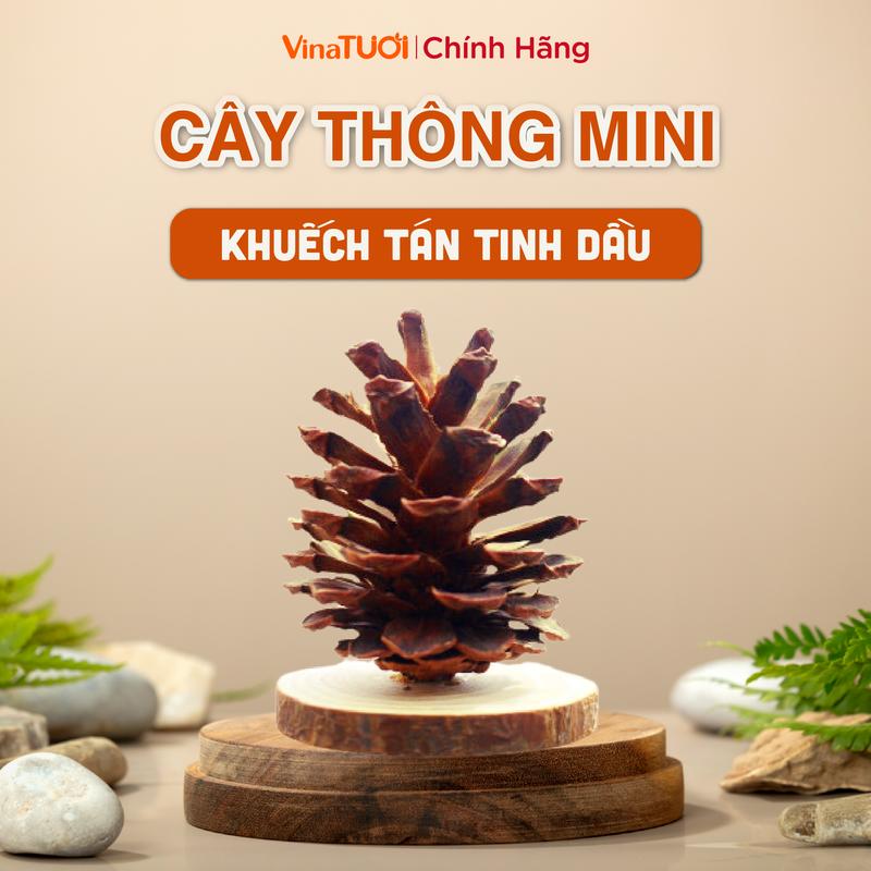 VINA TƯƠI Cây Thông Noel Mini Khuếch Tán Tinh Dầu Thơm Từ Qu - TikTok ...