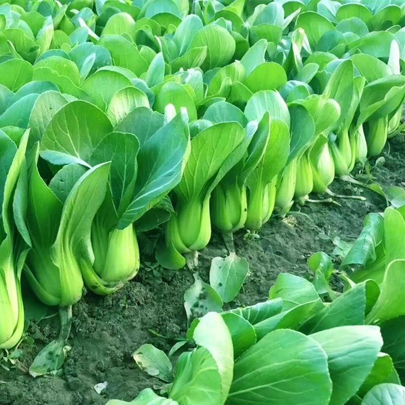 100++ Benih sayur sawi jepun/vegetable seeds/Benih Sayur-sayuran ...