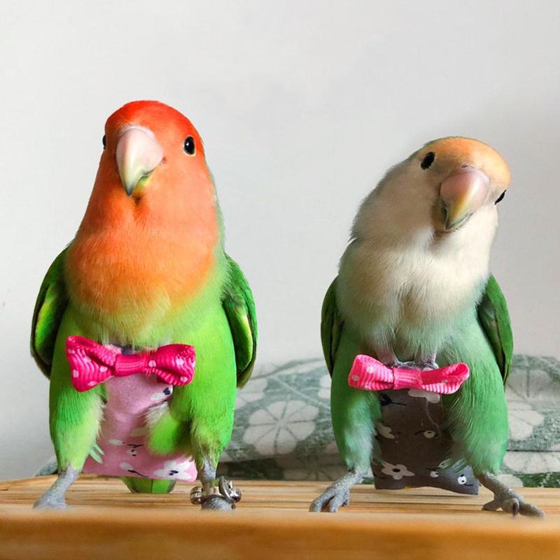 Reusable Parrot Urine Tape Mynah Bird Can Fly Diaper Rope 4pcs/set ...