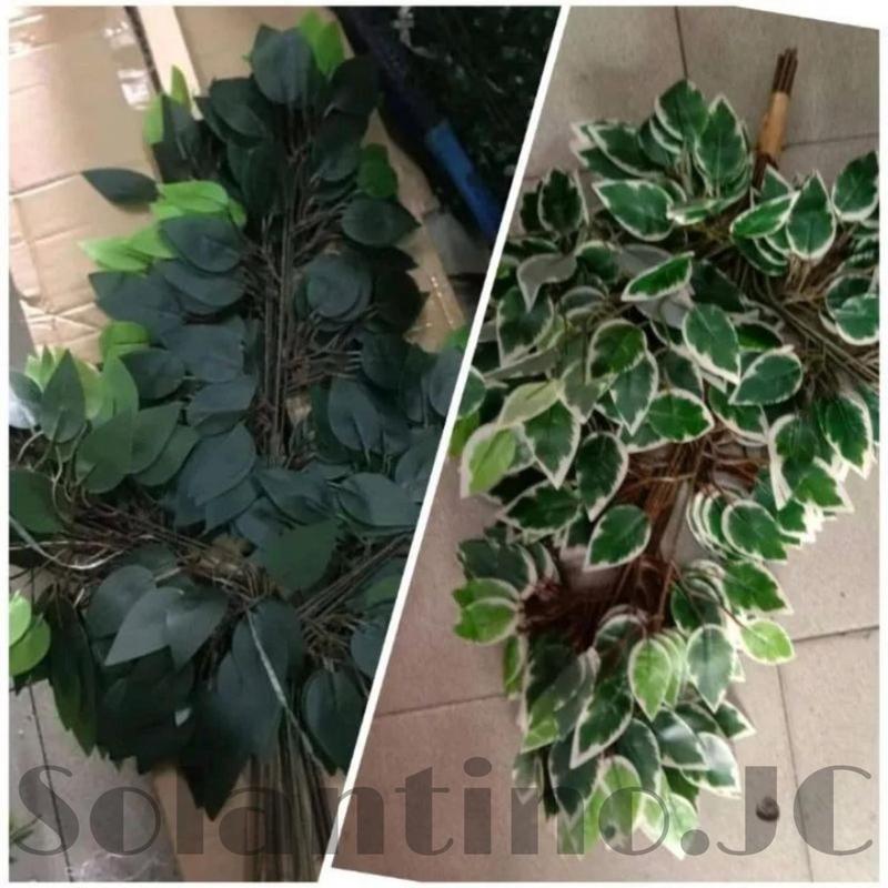 FL15. FICUS 2 ARTIFICIAL LEAVES 1 DOZEN/12PCS IN 1BUNDLE.(20 - TikTok ...