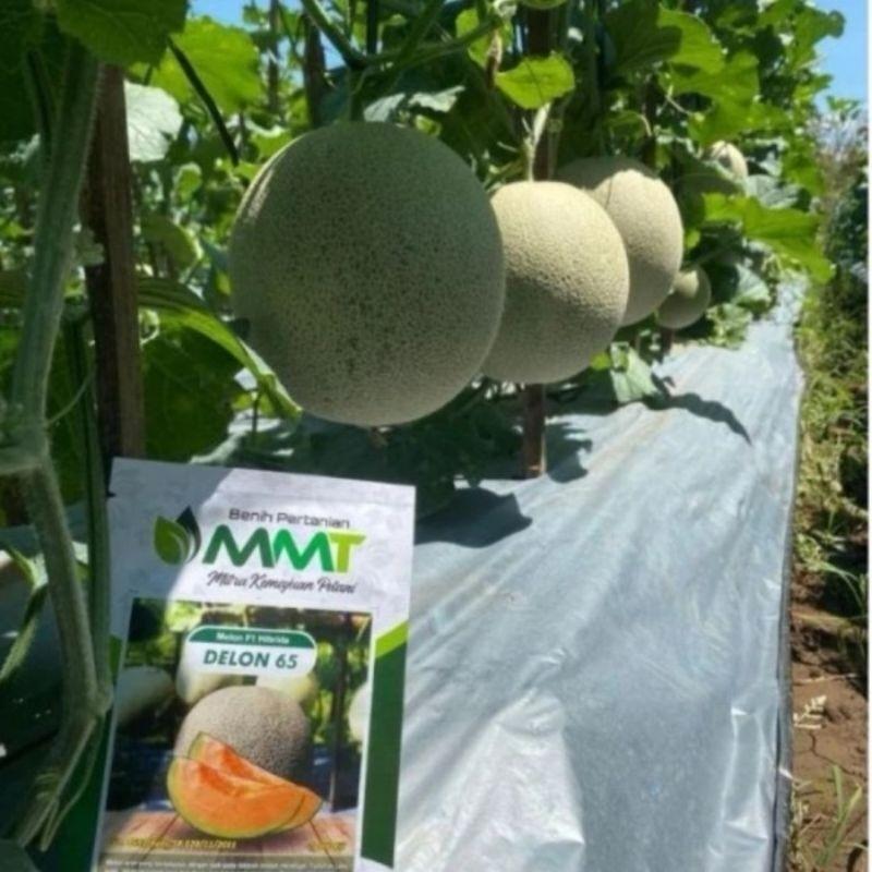 50 Benih Bibit Biji Melon F1 DELON 65 Oren, Seeds Super Manis SANG ...