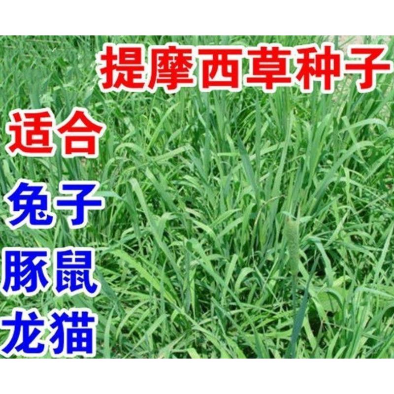 Biji Ragut Rumput Arnab makan, biji rumput Timothy, rumput timothy ...