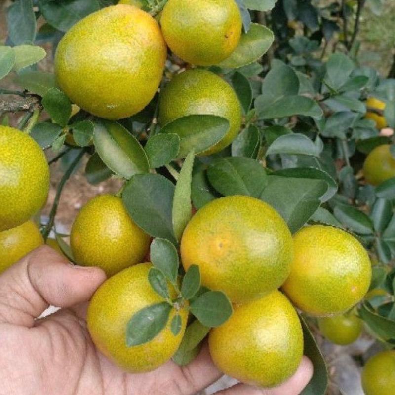 Baja Khas Untuk Pokok Limau Garden Plant Home Seeds Flower - TikTok ...