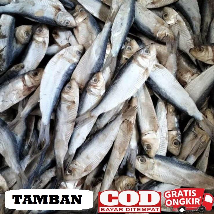 Ikan asin tamban / tembang / juwi / tanjan - Shop | Tokopedia