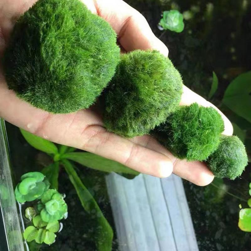 SKA_ Aquatic Moss Balls for Healthy Water Conditions Moss Pebbles ...