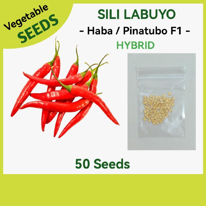 SILI LABUYO HYBRID SEEDS - Haba / Pinatubo F1 Variety - Hig - TikTok ...