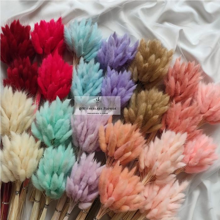 Jual 10 Tangkai Preserved Lagurus Bunny Tail / Dried Flower Awetan ...