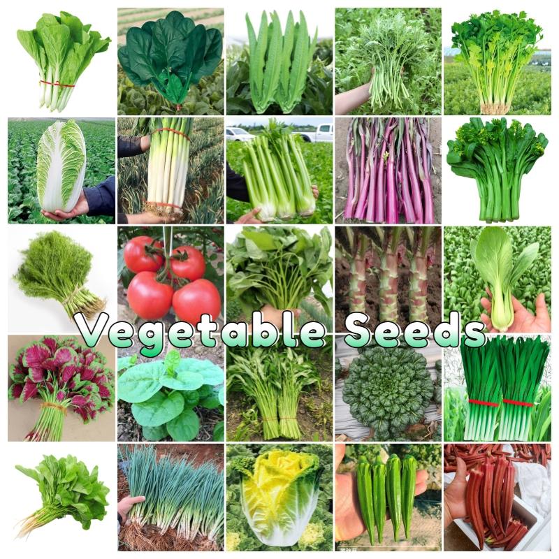 High Yield Vegetable Seeds for Planting Biji Benih Sayuran Organic ...
