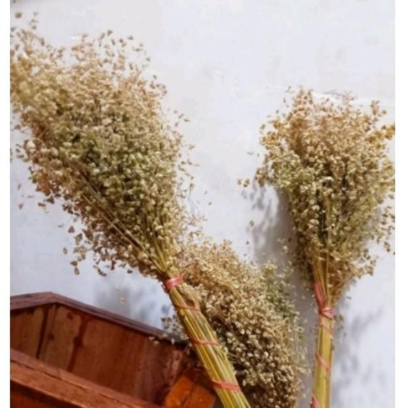 Dread flower wildery pampas springkle daun kering bahan buket - Shop ...