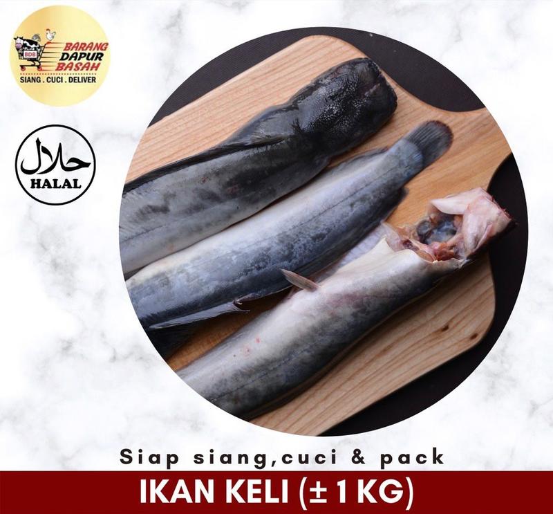 IKAN KELI [SIAP SIANG DAN CUCI / DELIVERY 1 SEMENANJUNG] Foo - TikTok ...