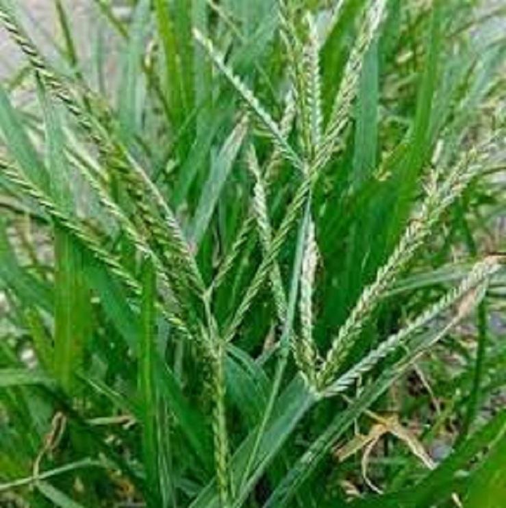 Paragis Grass Seeds for Traditional Medicine, Livestock Feed - TikTok ...