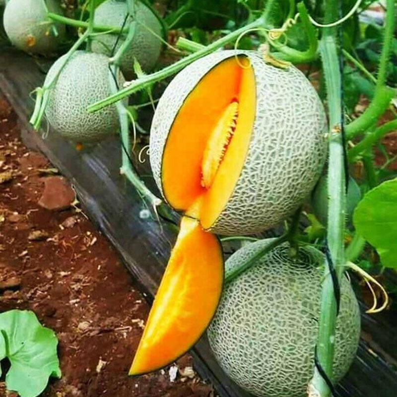 20PCS/PACK Melon Seeds-Hami Melon Seeds Original Sweet Fruit - TikTok ...