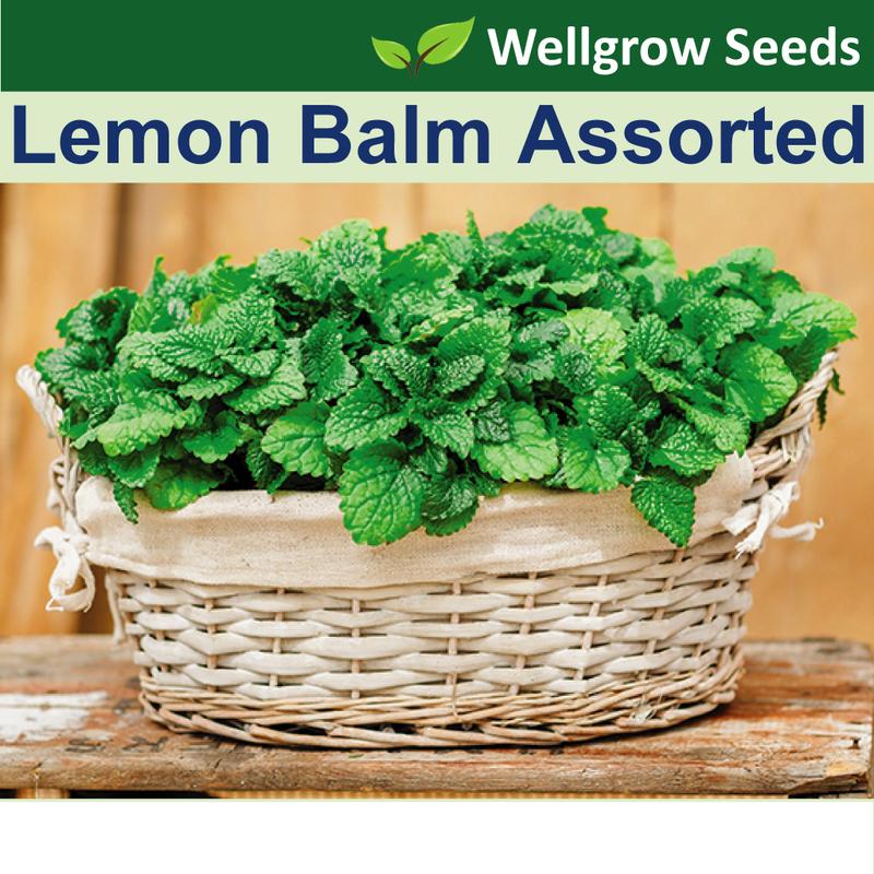 Lemon Balm Seeds Assorted /Balsem Lemon Herb Seeds Wellgrow Seeds ...