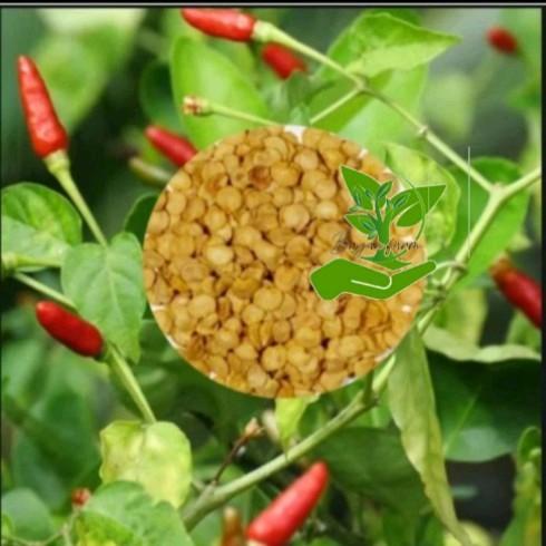 Sili Labuyo Seeds (50pcs) - TikTok Shop Philippines