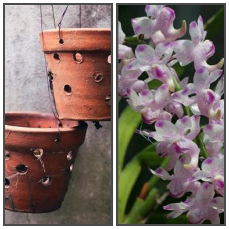 Pot anggrek kuku macan - Shop | Tokopedia