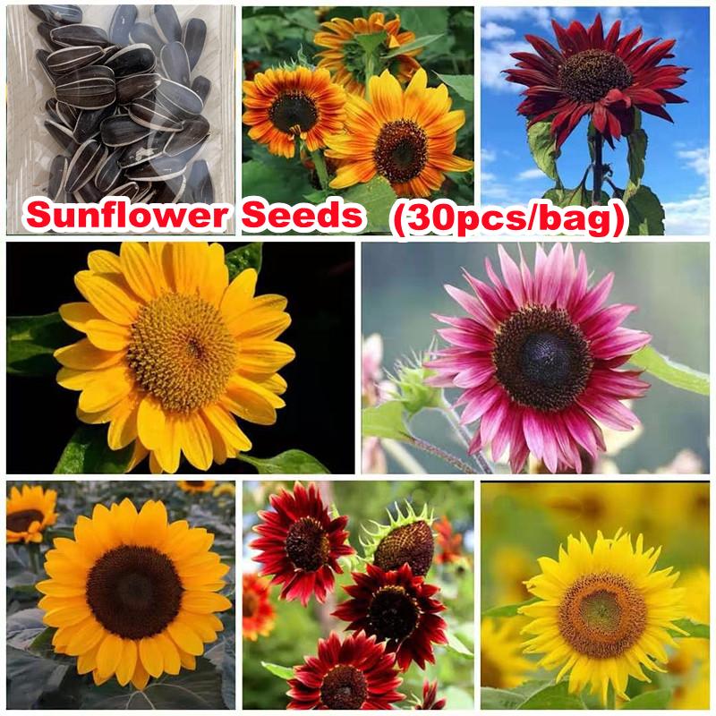 [Quick Delivery] 30pcs Dwarf Sunflower Seed for Planting Beautiful ...