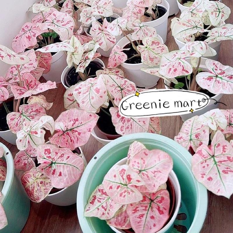 [ Artificial ] pink/ white/super reed neon /hilo beauty/kain - TikTok ...