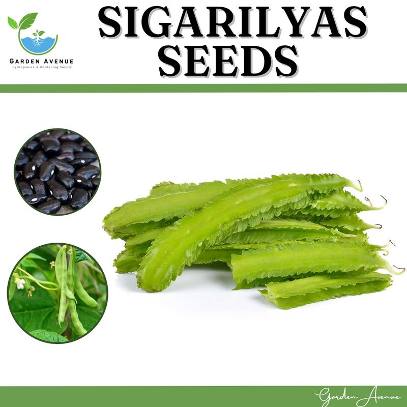 SIGARILYAS SEEDS - HIGH YIELD/ EASY TO GROW - TikTok Shop Philippines