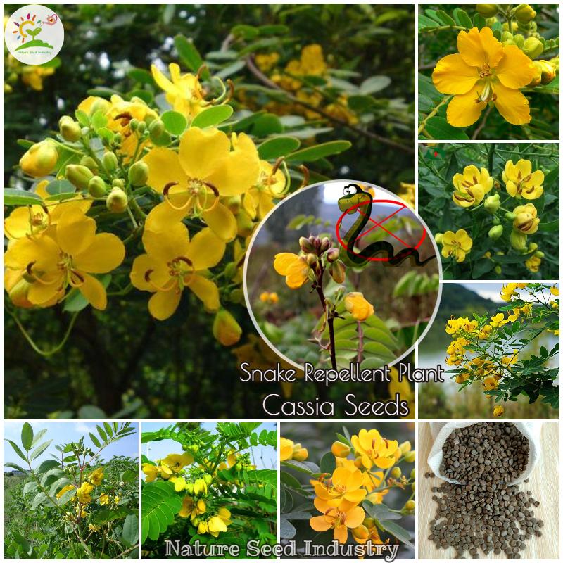 [Fast Delivery] Cassia Seeds for Planting (100 seeds/bag, Suitable ...