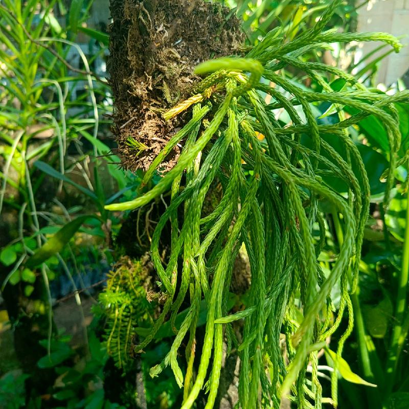 Rare Tassel fern on fern slab - TikTok Shop Philippines