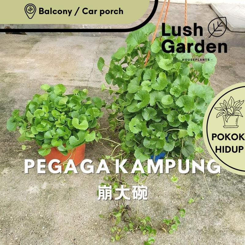Pegaga Kampung / Pennywort 150mm Pot Herb Live Plant Ulam [Lush ...