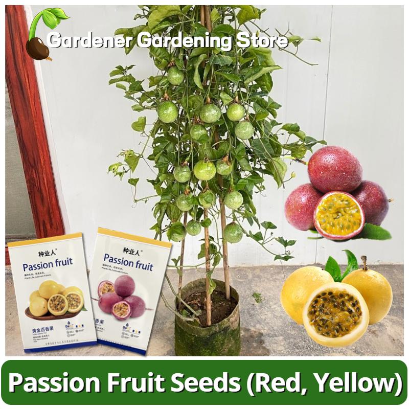 100% Original Rare Passion Fruit Seeds for Planting (Red, Golden ...