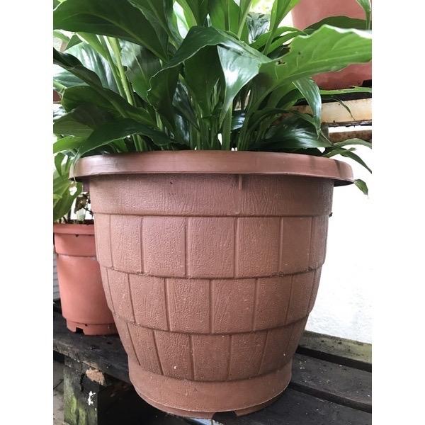 PASU BUNGA HITAM COKLAT MERAH Pot Garden - TikTok Shop Malaysia