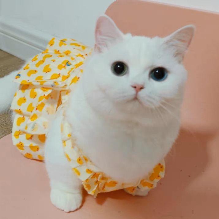 Pakaian Kucing, Skirt Kucing dan Itik, Sesuai untuk Musim Bunga ...