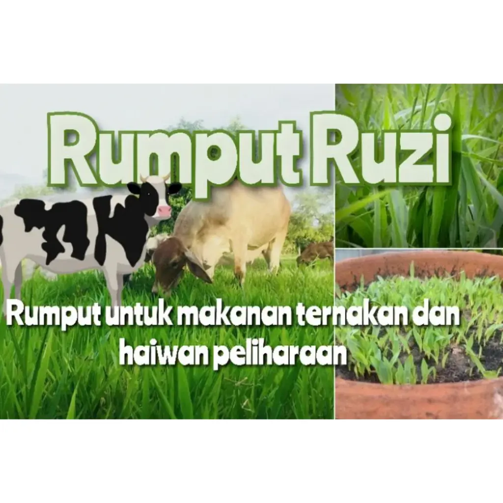 BIJI BENIH RUMPUT RUZI 100 BIJI Ruzi Grass Seed Flower - TikTok Shop ...
