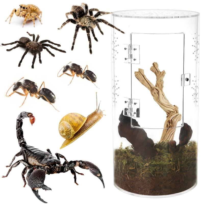 11.5x6x6" Acrylic Insect Habitat Cage - Ventilated, Transparent ...