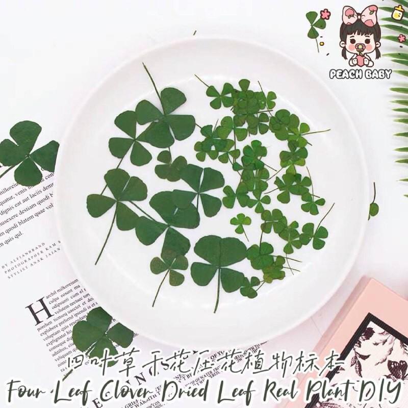 12 pcs Four Leaf Clover DIY Dried Leaf Material Plant Specimen - TikTok ...