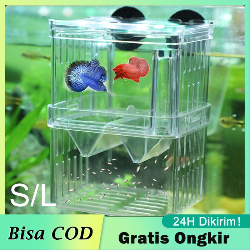 Breeding Box Ikan Guppy Molly / Isolation Box / Karantina ikan - Shop ...