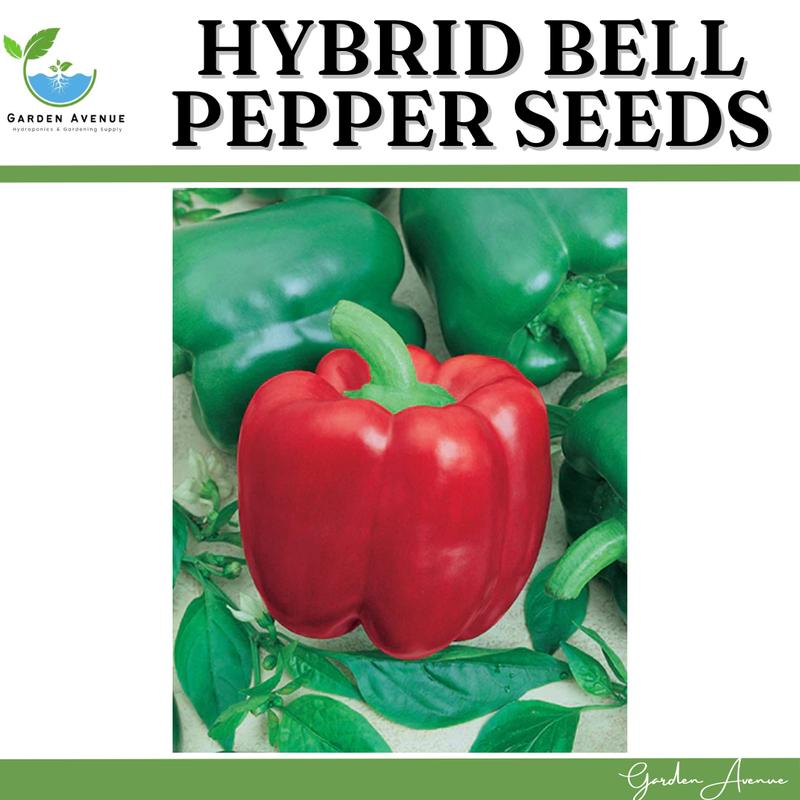 HYBRID BELL PEPPER F1 HYBRID/HIGH YIELDING/EASY TO GROW - TikTok Shop ...