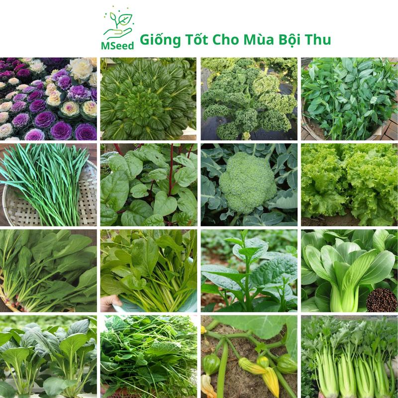 Hạt Giống 16 Loại Rau Ăn Lá, Rau Trồng Quanh Năm, Dễ Trồng D - TikTok Shop Vietnam