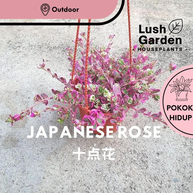Japanese Rose / Portulaca Variegated / Ros Jepen 150mm Pot Hanging ...