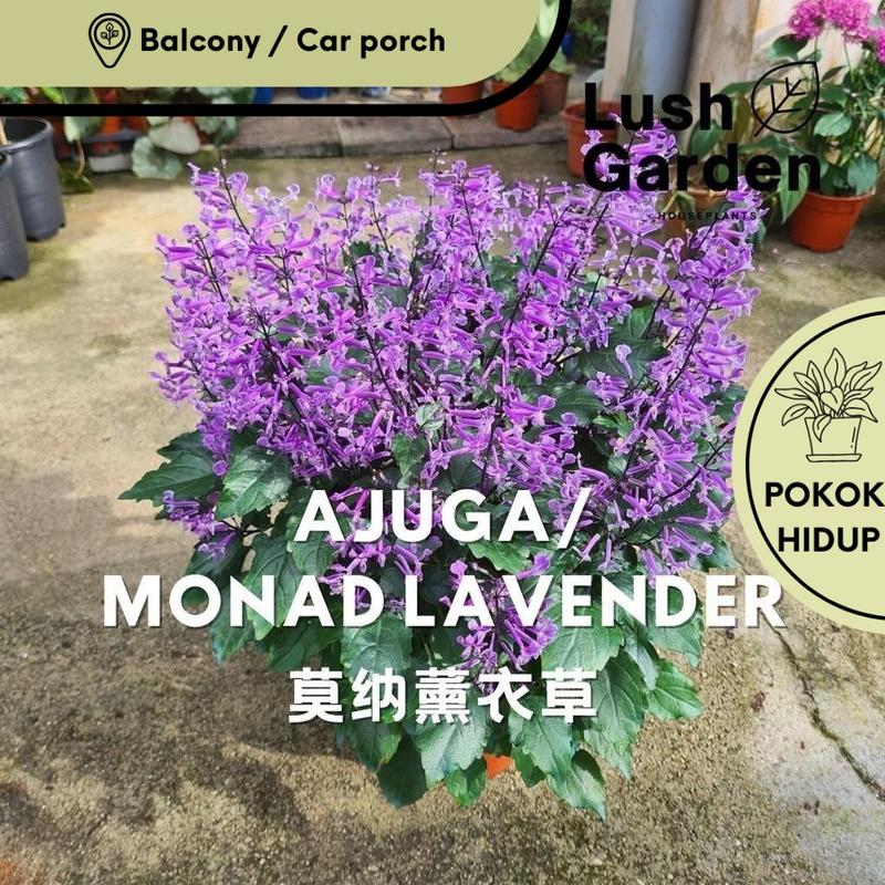[Bushy Bunga] Ajuga Mona Lavender / Bugleweed 150mm Pot Liv - TikTok ...