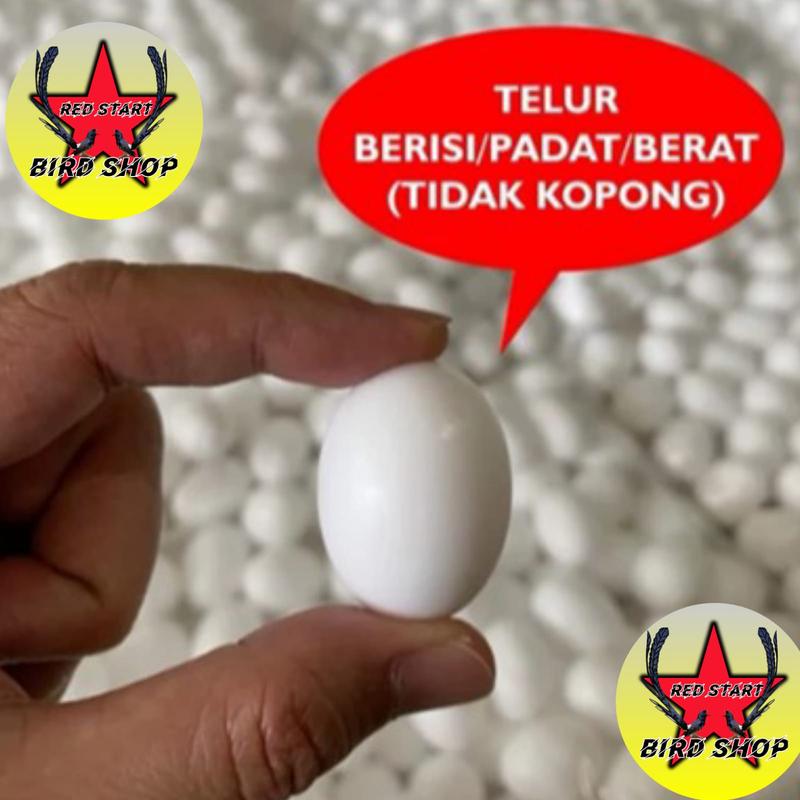 TELUR PALSU MAINAN BURUNG MERPATI TELUR PALSU MERPATI AYAM KATE - Shop ...