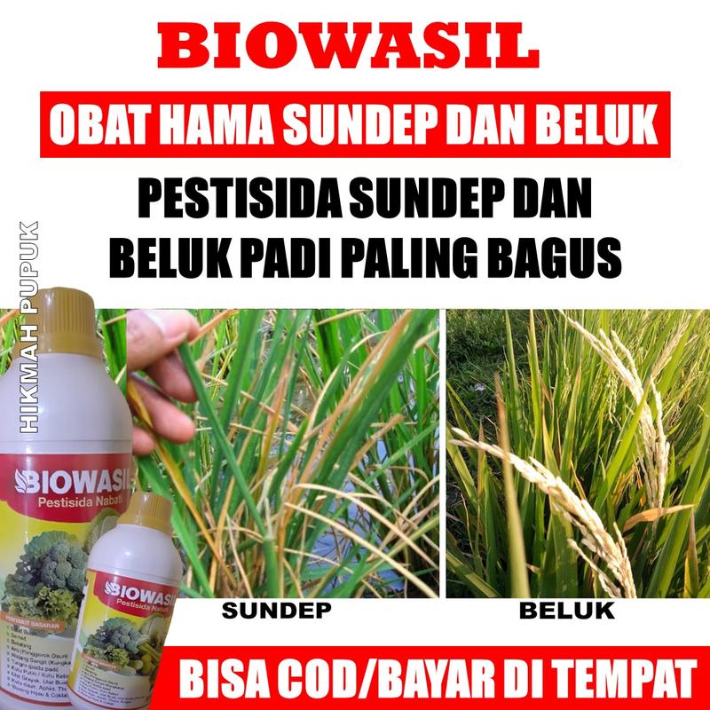 INSEKTISIDA BIOWASIL isi 500 ML PEMBASMI SUNDEP DAN BELUK AMPUH - Shop ...