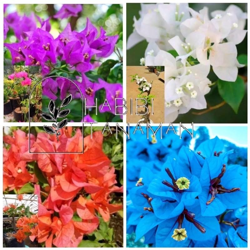 ( BISA COD ) Pohon Bunga Bougenville Varian Warna / Tanaman Hias Bunga ...