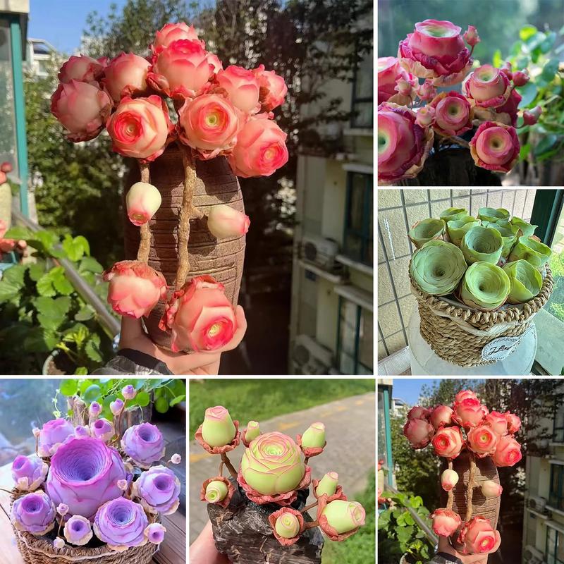 Yiyinafi Mountain Rose Succulents Seeds Succulents Rare Varieties ...