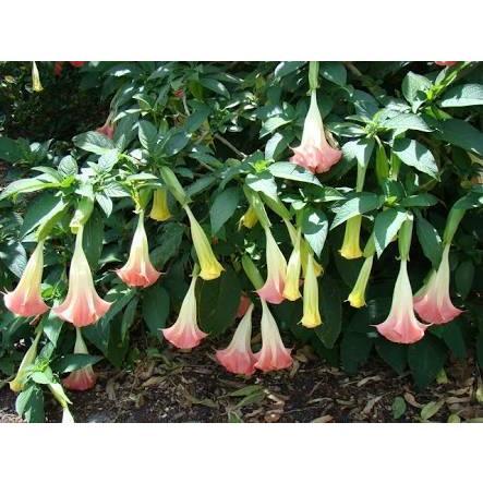 Jual Tanaman Angel Trumpet Kecubung Peach - Kab. Karawang - Jiangsan ...