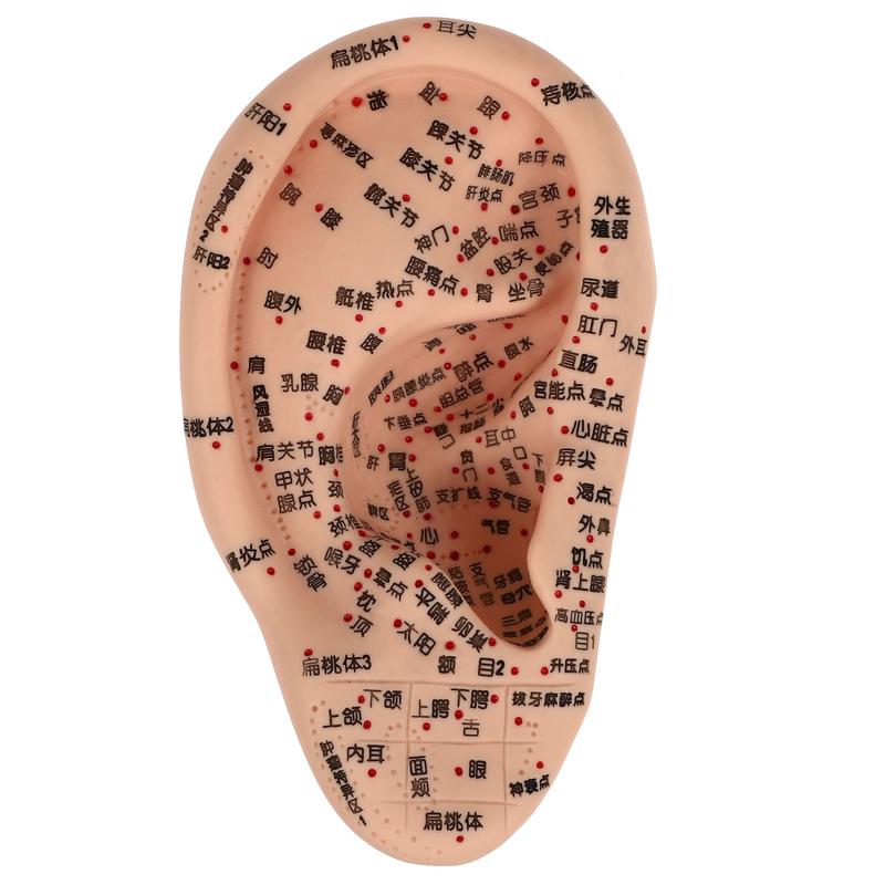 Model telinga Auricular, titik telinga, plastik lembut, 16x9cm - TikTok ...