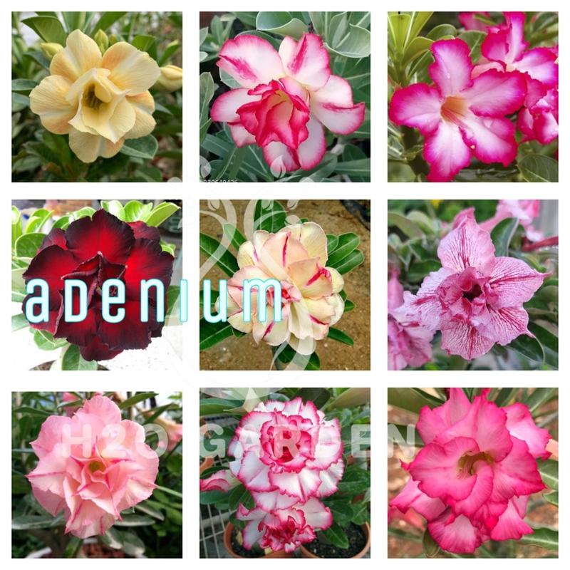 H2O - Adenium Flower Plant Pokok Bunga Kemboja [Bunga Hiasan - TikTok ...